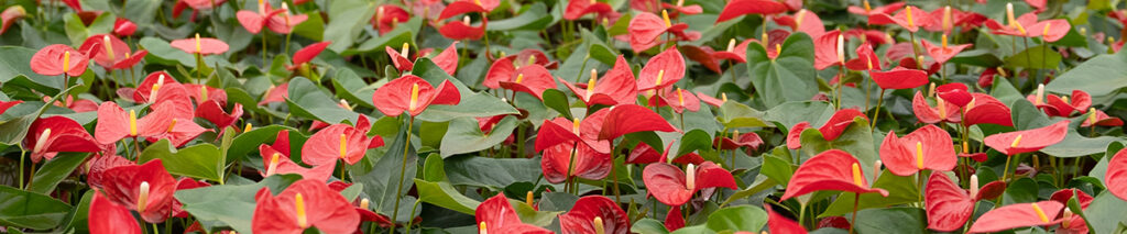 Houwenplant | Pottery Direct
